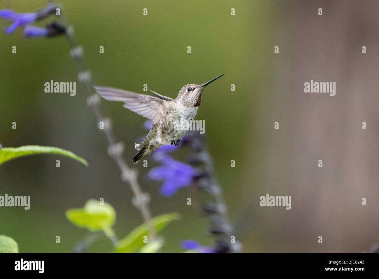 Cute hummingbird hi-res stock photography and images - Alamy