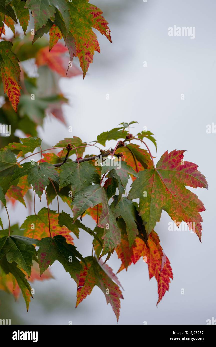 Maple changing color hi-res stock photography and images - Alamy