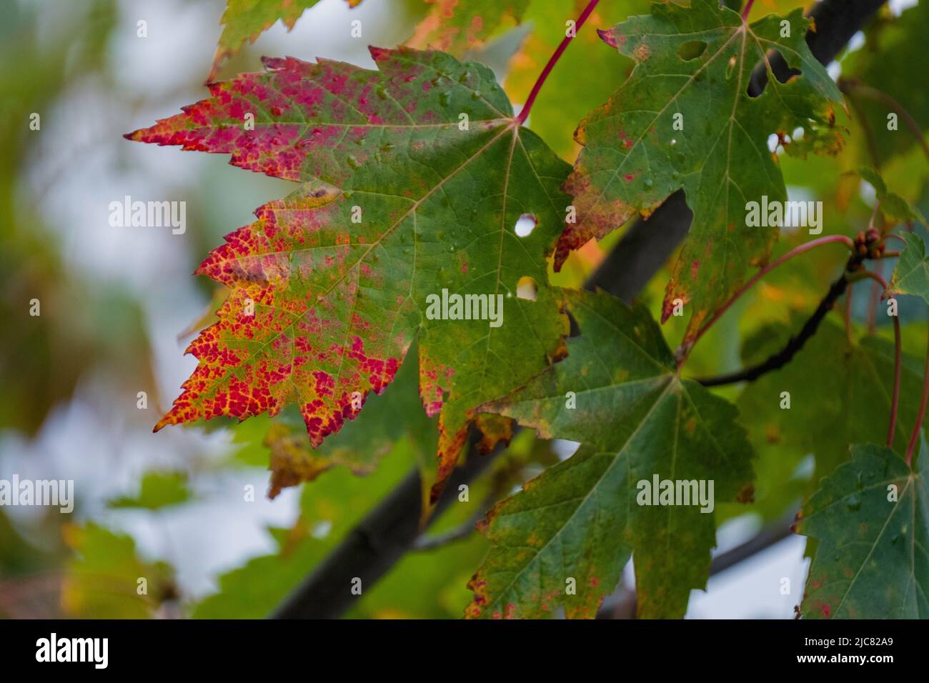 Colourfull maple tree Stock Photo - Alamy