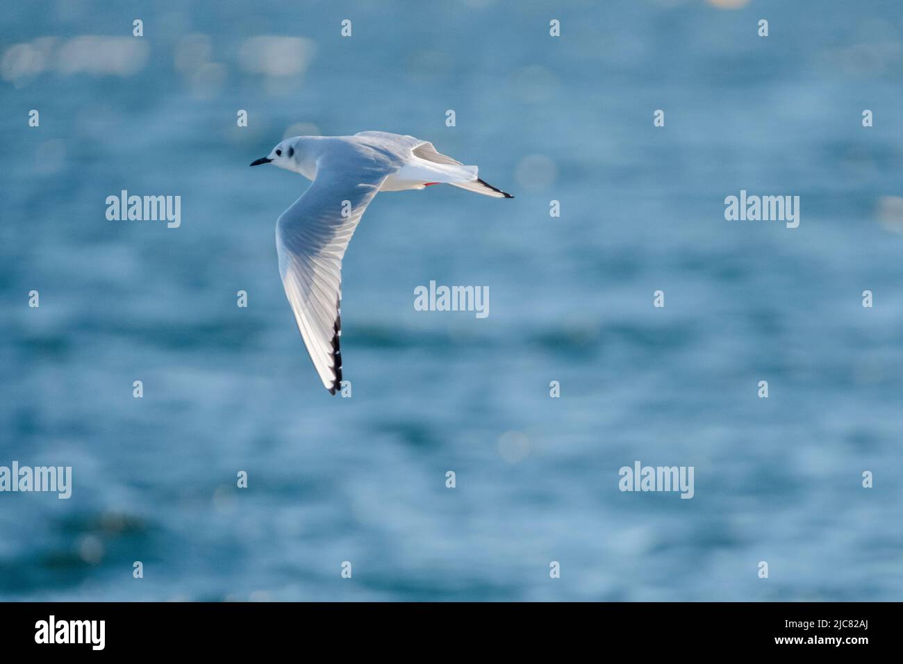 Gulls bonaparte hi-res stock photography and images - Alamy