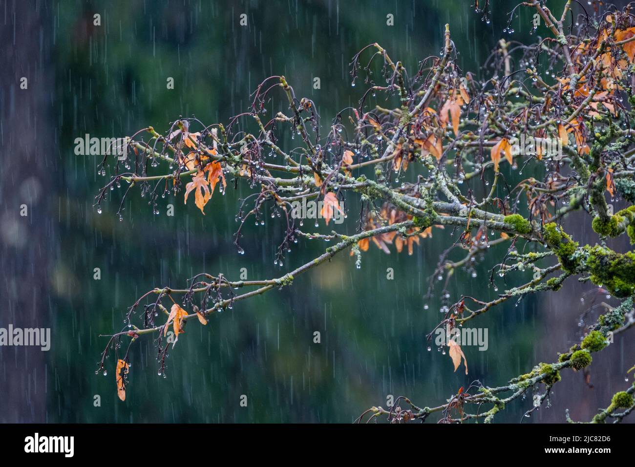 Rain rainforest storm hi-res stock photography and images - Alamy