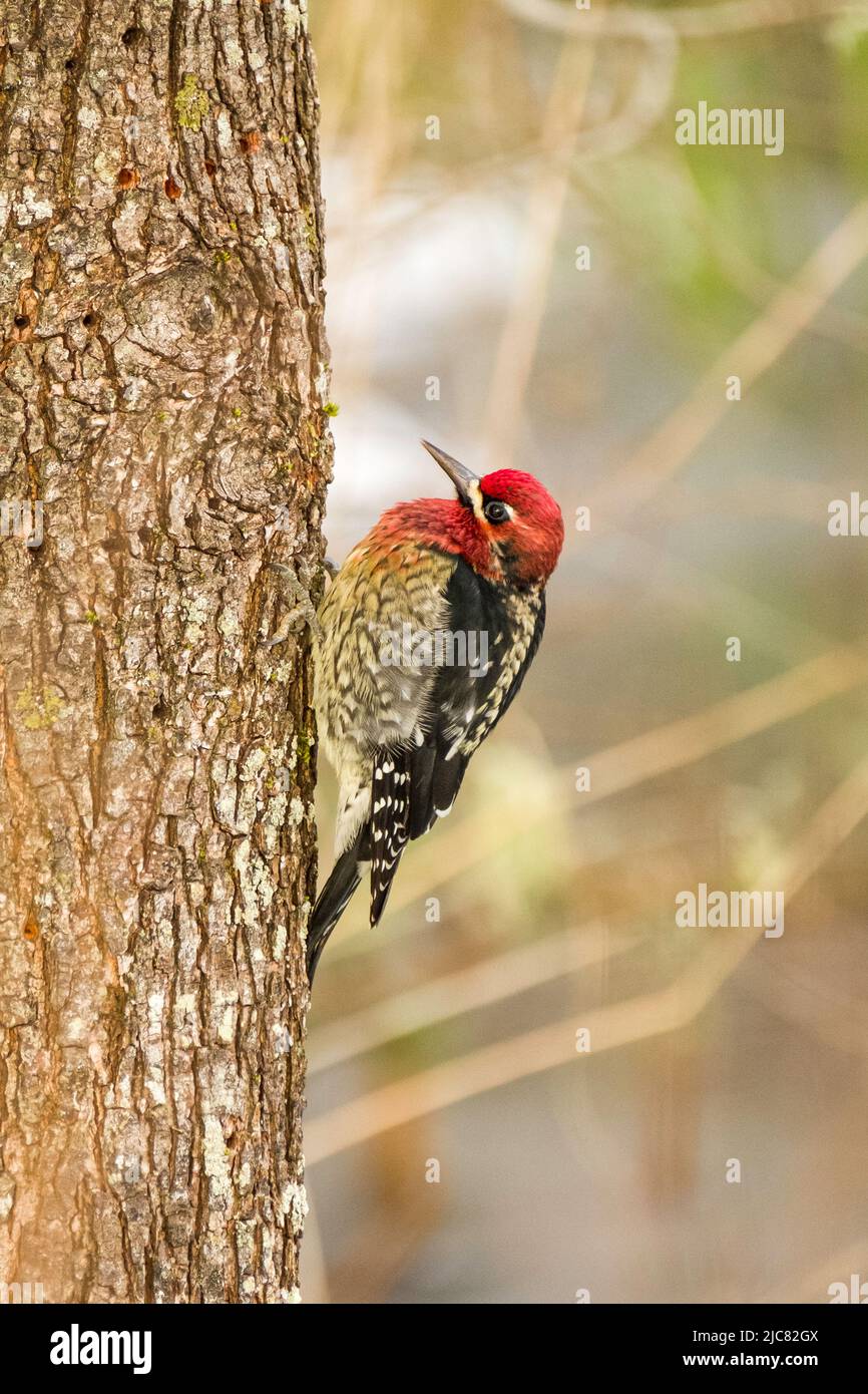 Sapsucker woodpecker hi-res stock photography and images - Alamy