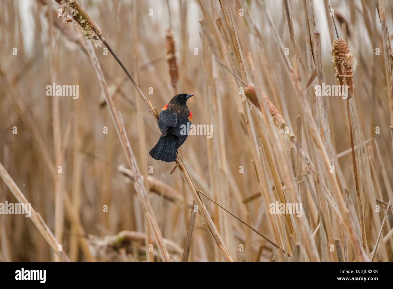 Red winged seeds hi-res stock photography and images - Alamy