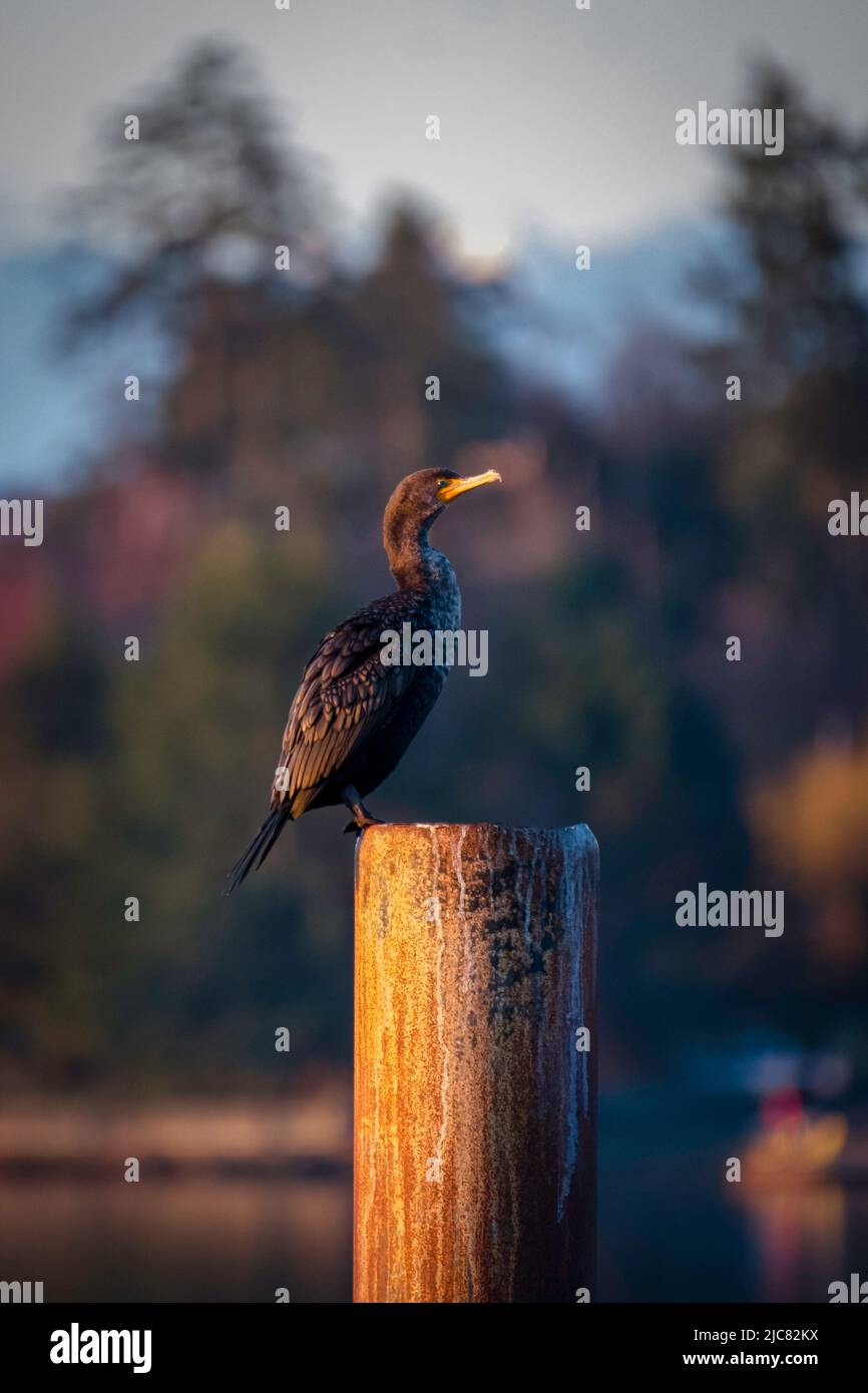 Double crested cormorant birds hi-res stock photography and images - Alamy