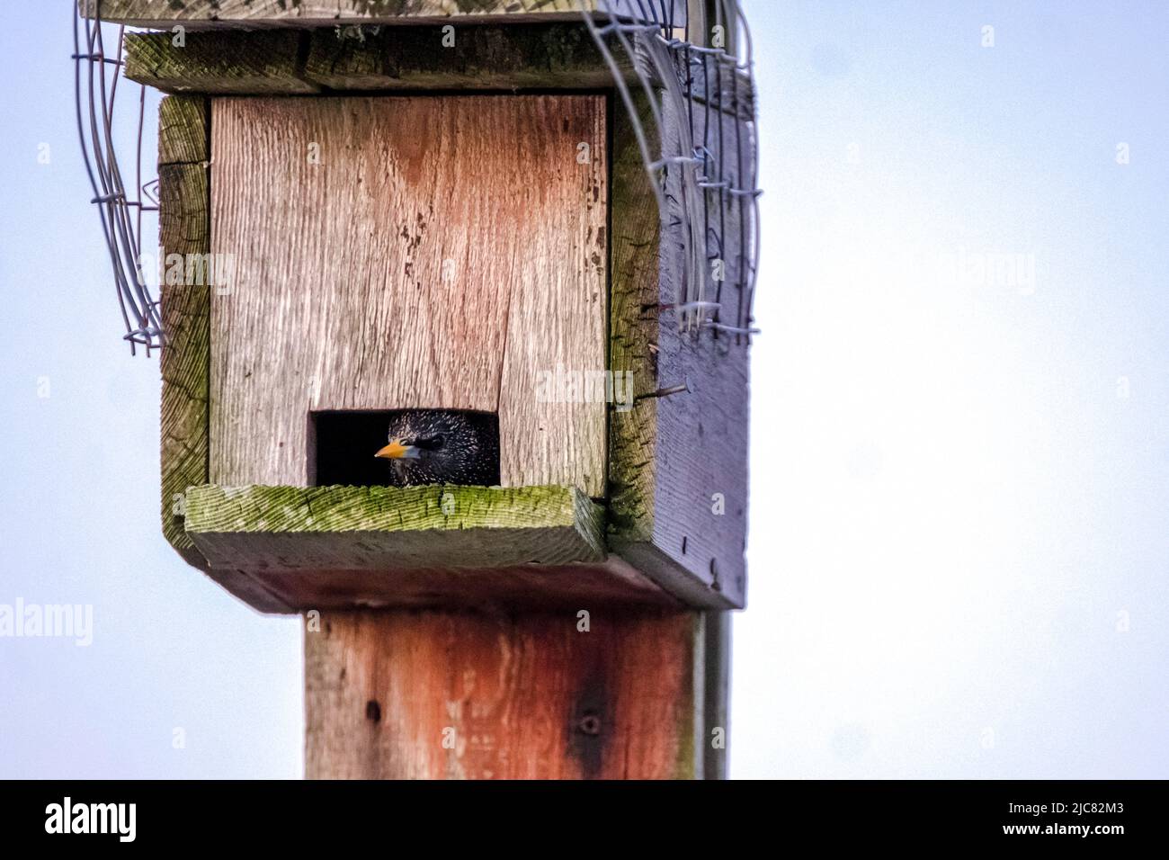 Starling nest box hi-res stock photography and images - Alamy