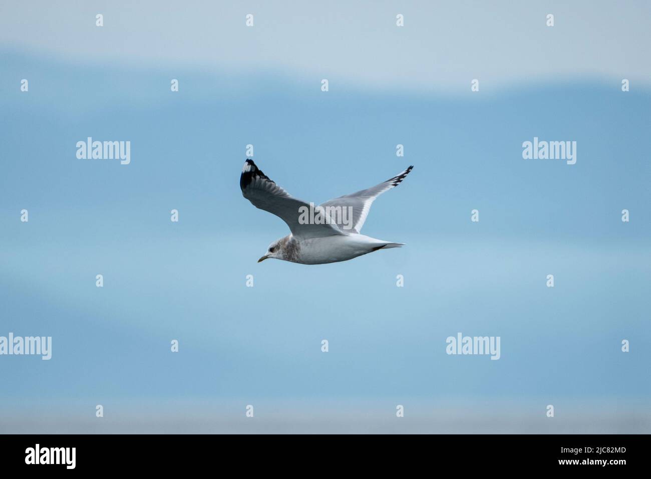 Flying gulls hi-res stock photography and images - Alamy