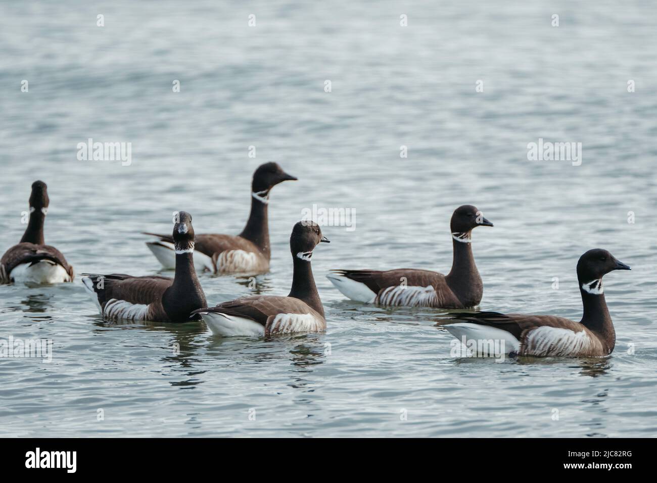 Rare brant hi-res stock photography and images - Alamy