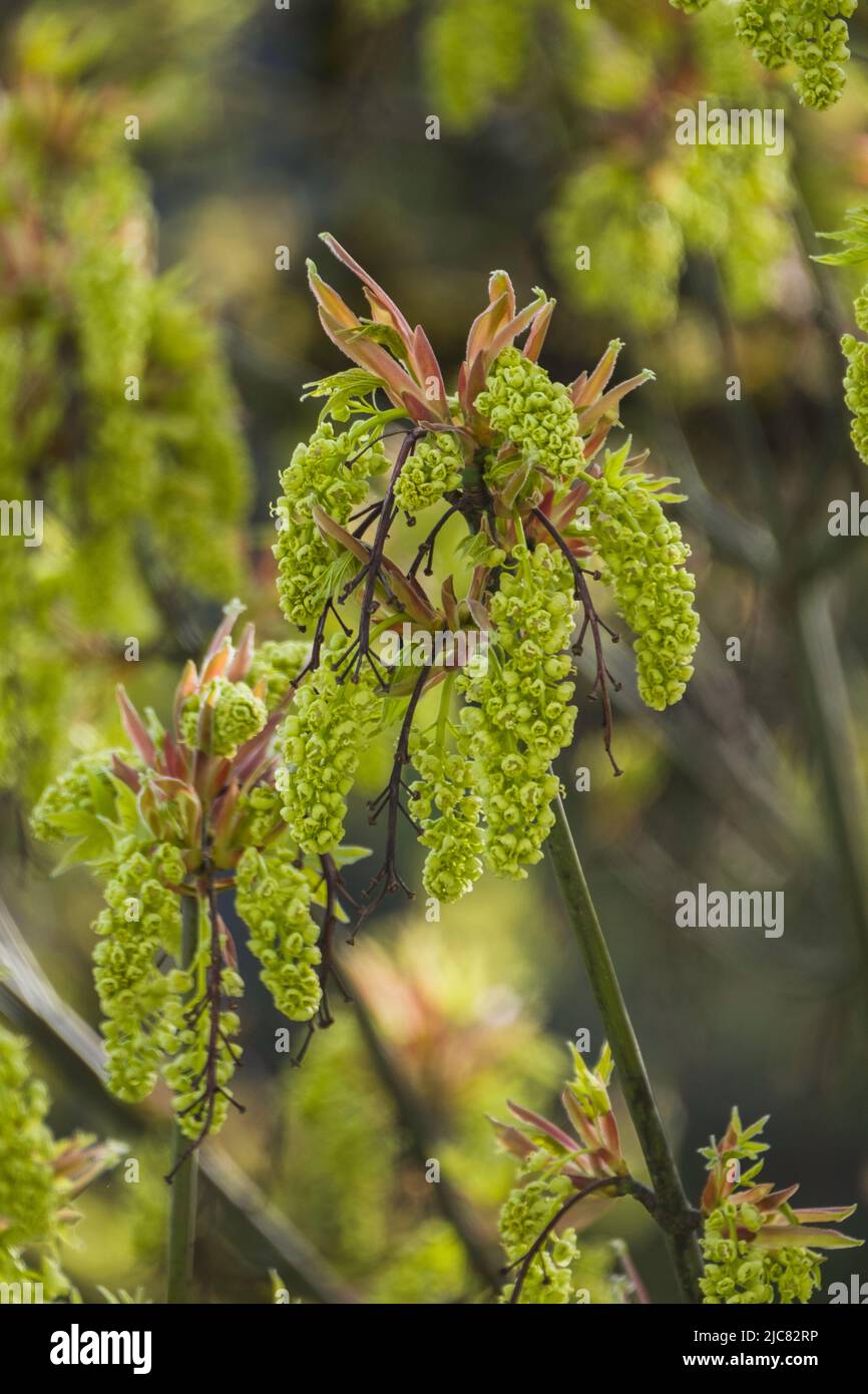 Bigleaf maple acer macrophyllum tree hi-res stock photography and ...