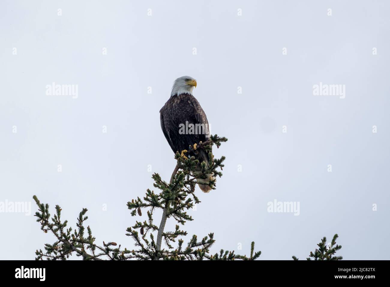 Bald eagle talons hi-res stock photography and images - Alamy