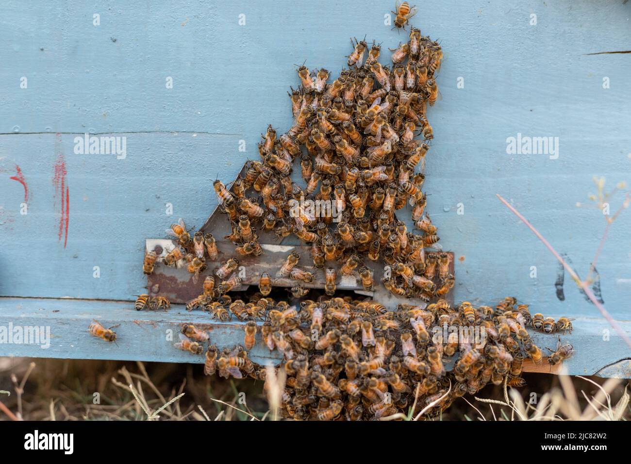 A lot of bees returning to bee hive and entering the beehive Stock ...