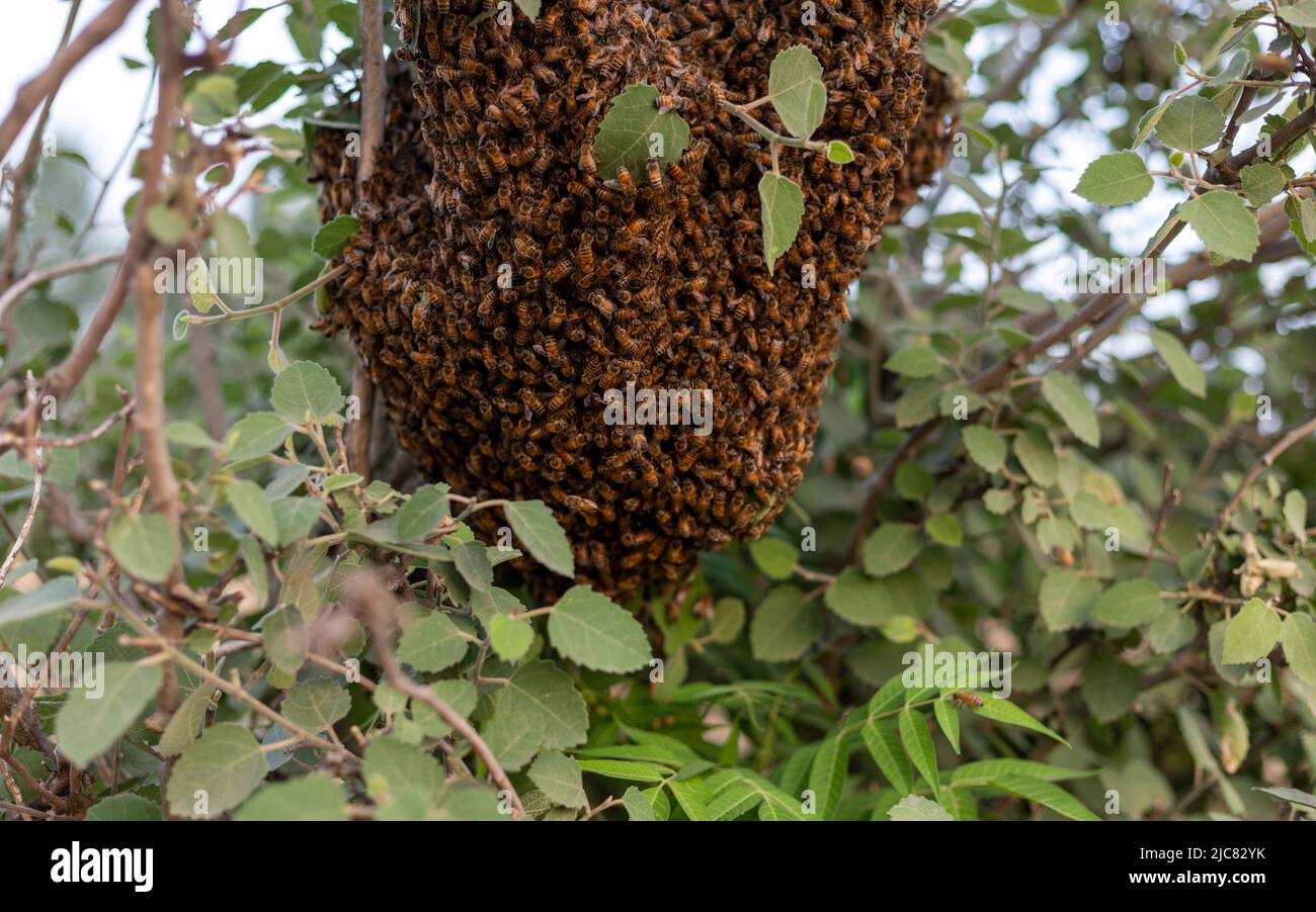Swarm of bees building a new hive on a tree branch in the forest Stock ...