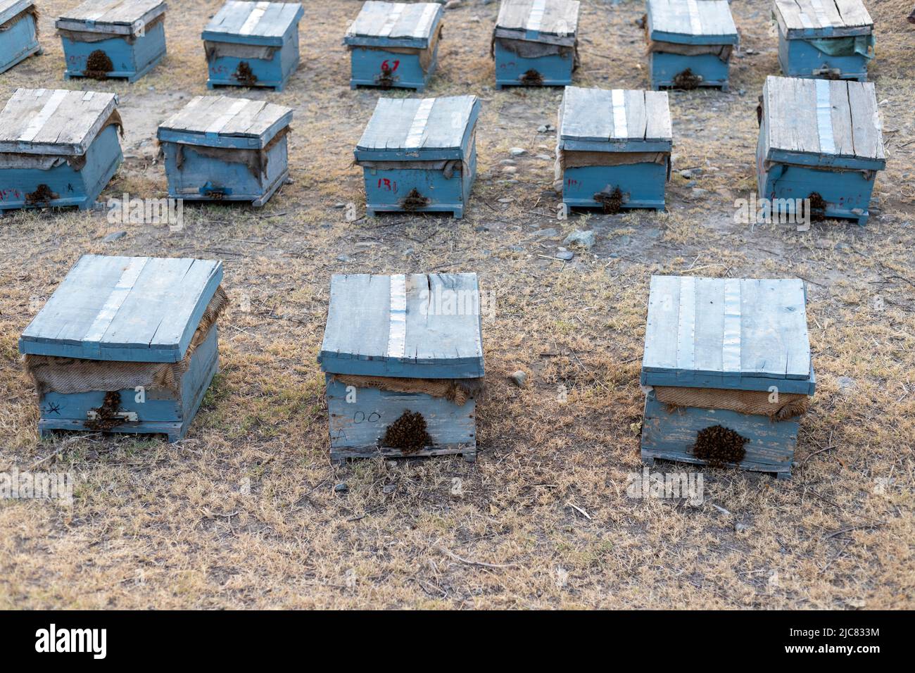 Commercial beekeeping business in the Pakistan Stock Photo - Alamy