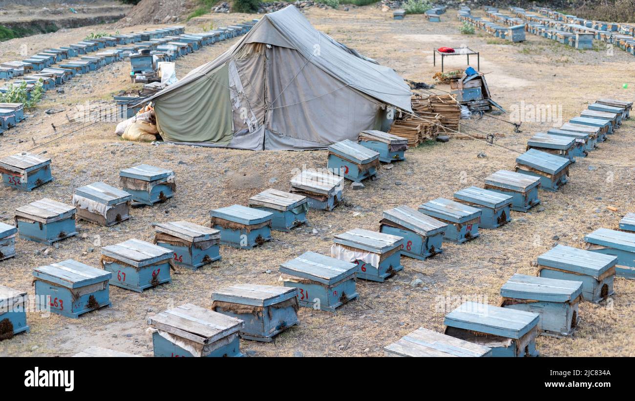 honey bee farming in Pakistan Stock Photo - Alamy