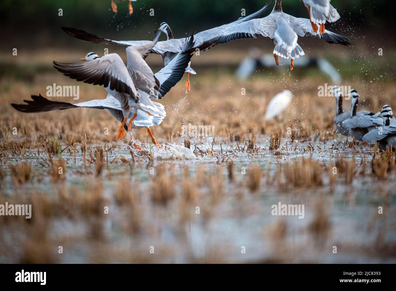 Grey goose mountains hi-res stock photography and images - Alamy