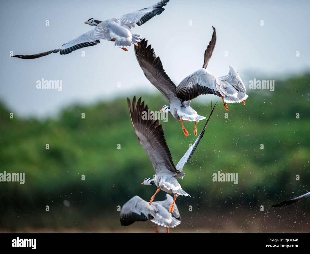 Grey goose mountains hi-res stock photography and images - Alamy