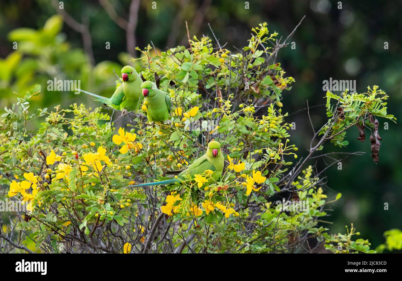 Bright green parrot, Rose-ringed Parakeet, Psittacula krameri against ...