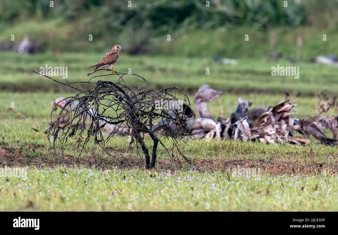 common kestrel female, Koonthankulam bird sanctuary in Tamil Nadu ...
