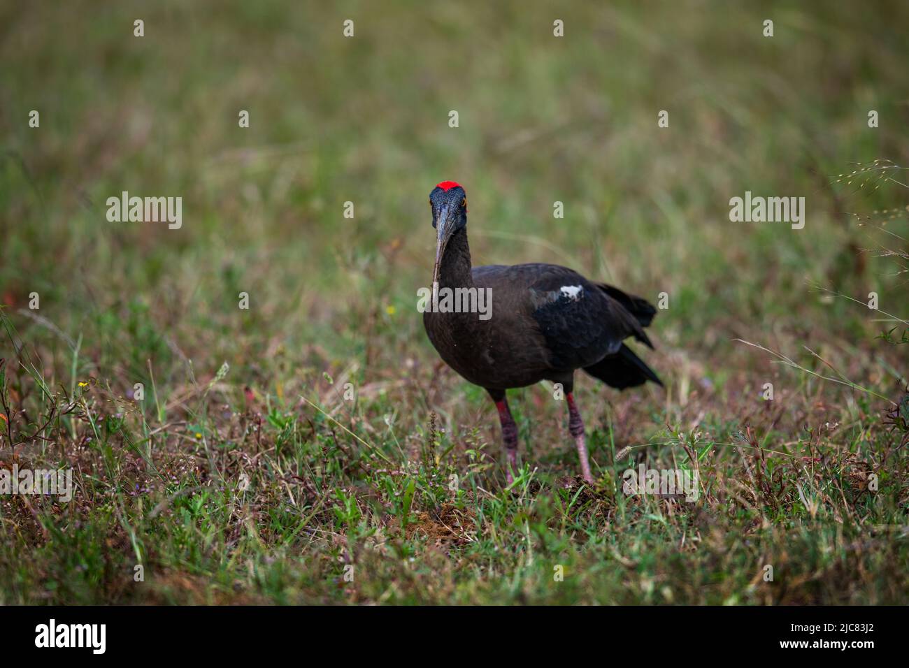 The red-naped ibis also known as the Indian black ibis or black ibis is ...