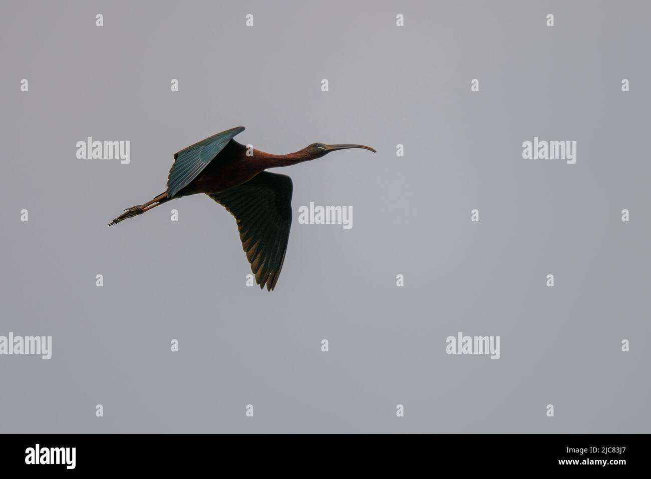 Indian black ibis hi-res stock photography and images - Alamy