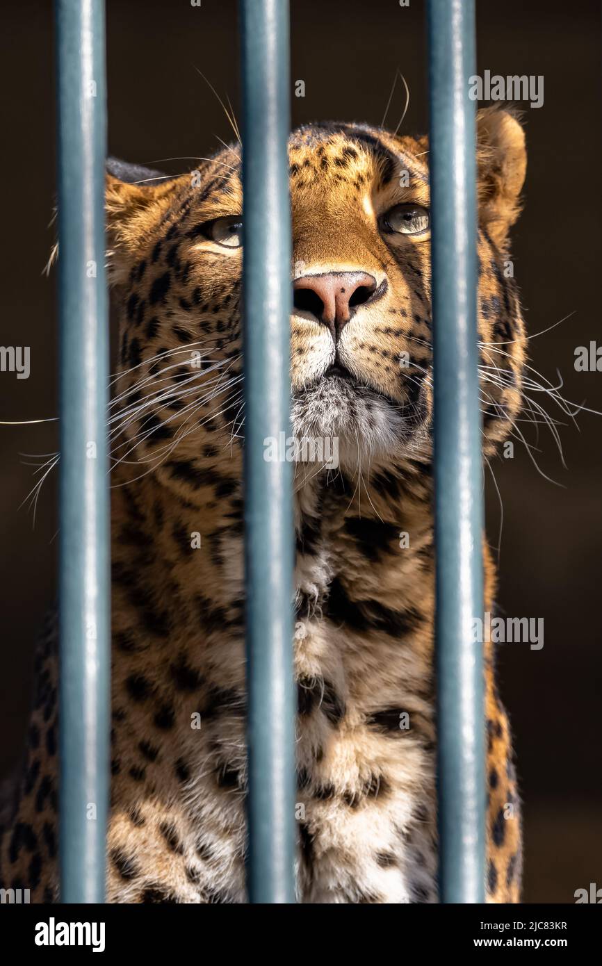 Leopard behind bars hi-res stock photography and images - Alamy