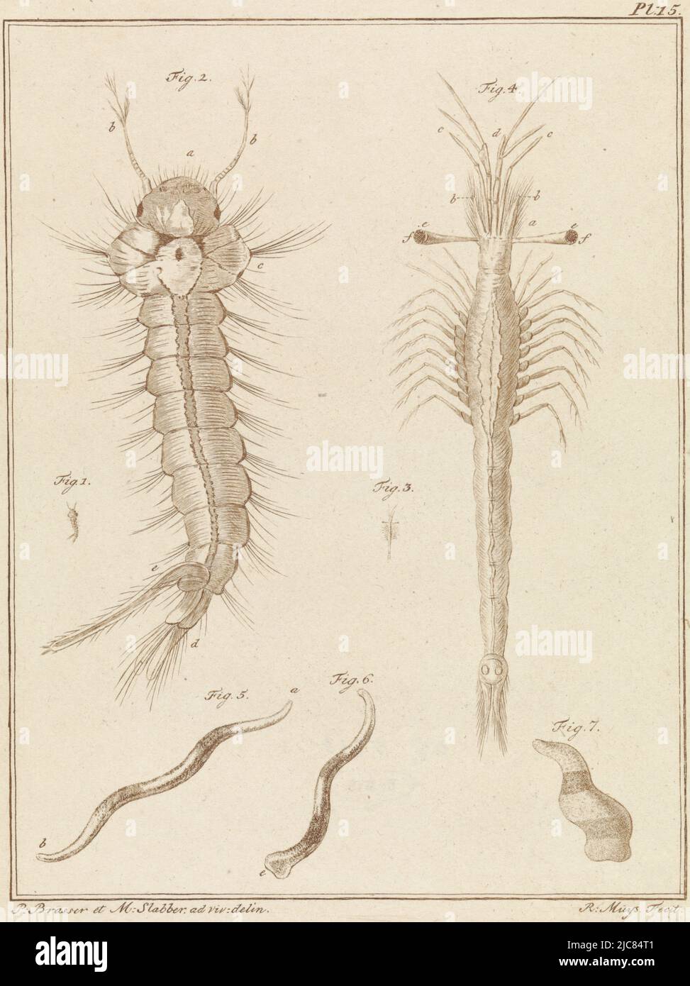 Figures 1 and 2 show a stinging mosquito. Figures 2 and 3 show Slabber ...