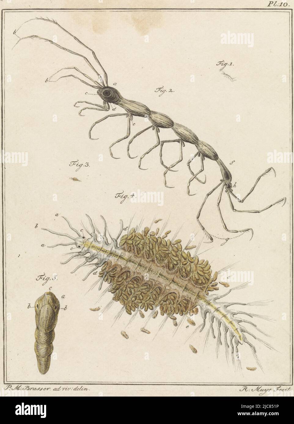 Marine Animals. Figures 1 and 2 show the Tingler at full size and ...
