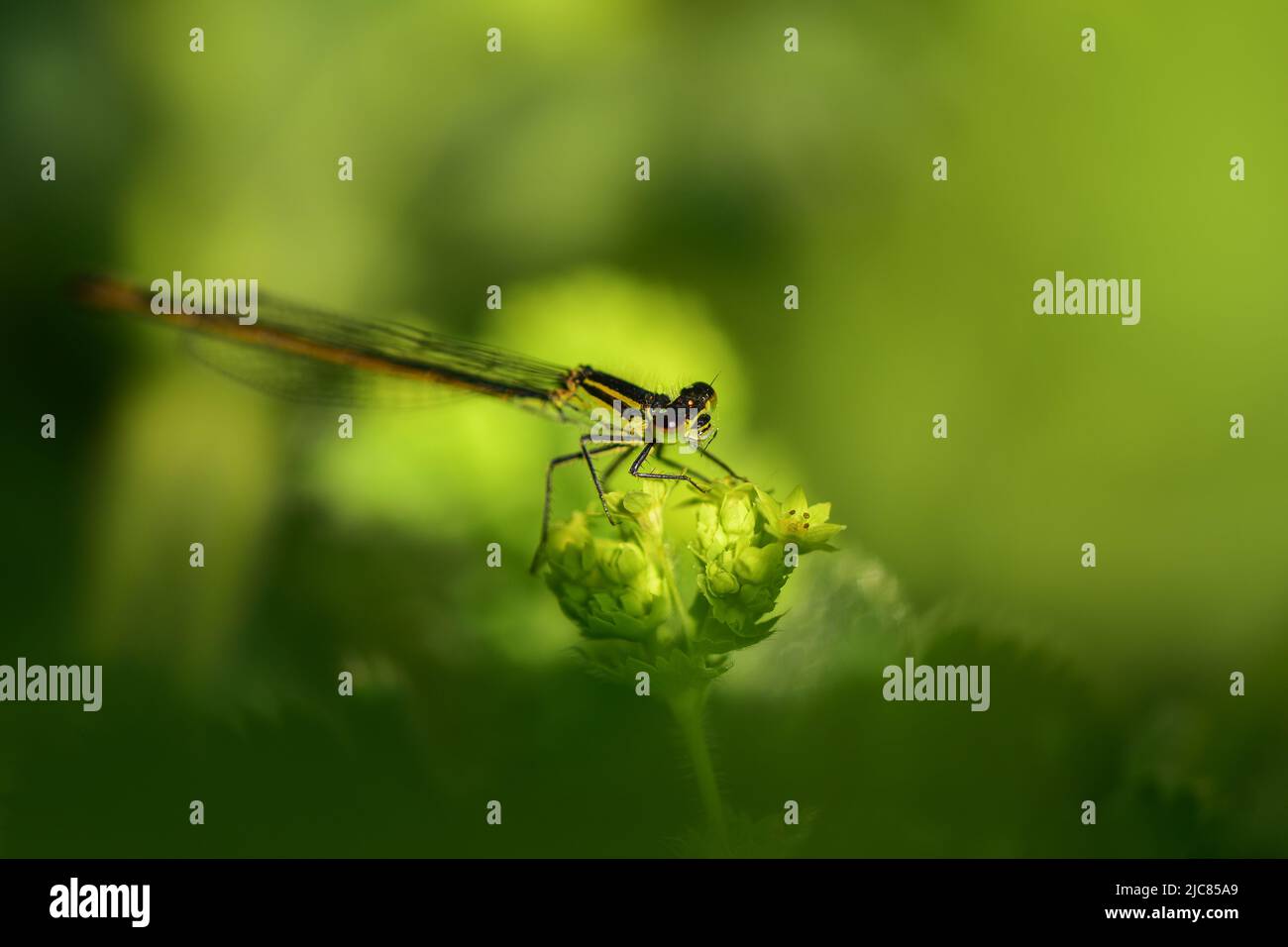 Damselfly dragonfly (Odonata) close up macro shallow depth of field ...