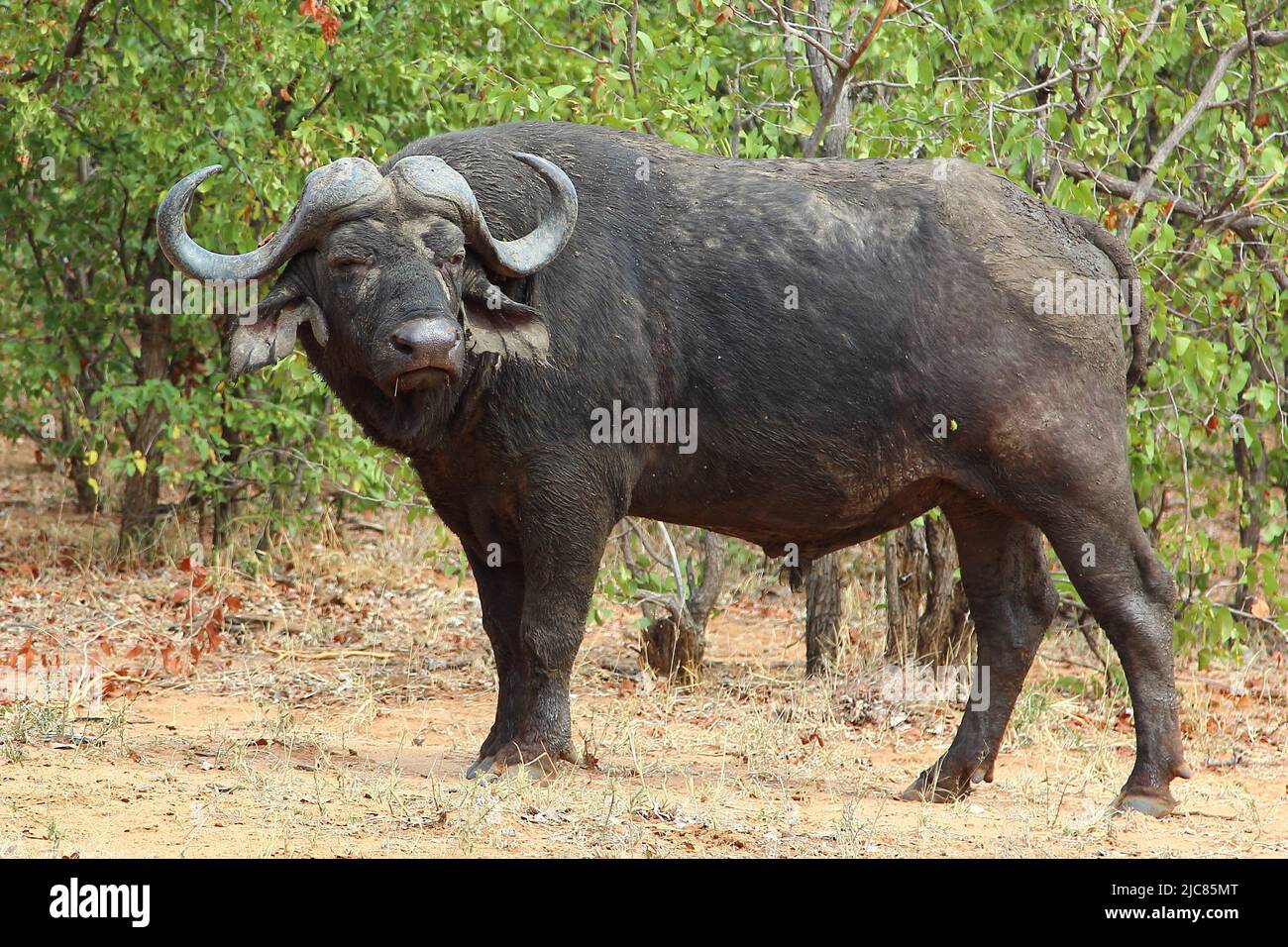 Kaffernbüffel / African buffalo / Syncerus caffer Stock Photo - Alamy