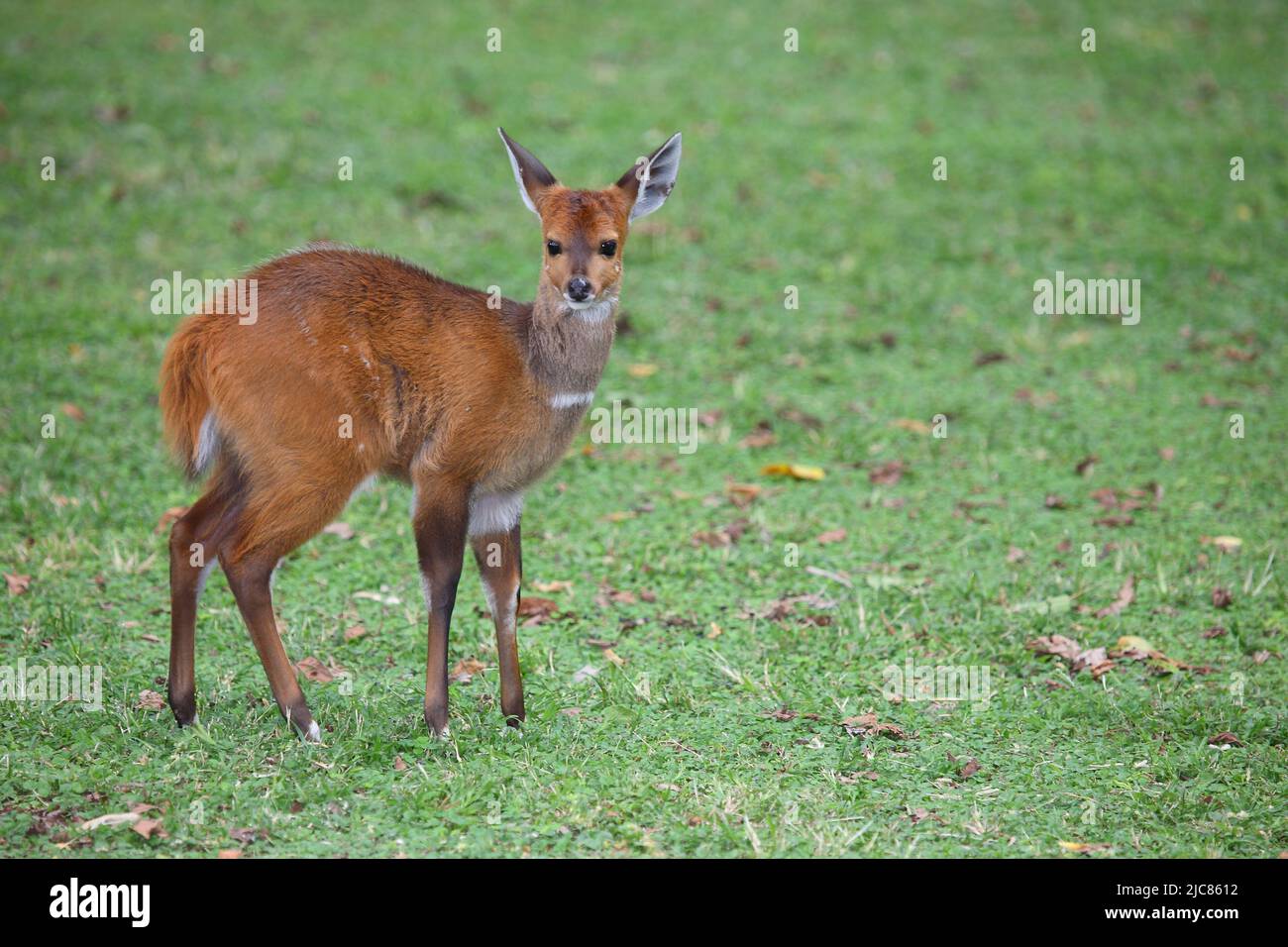 Buschbock / Bushbuck / Tregelaphus scriptus Stock Photo - Alamy