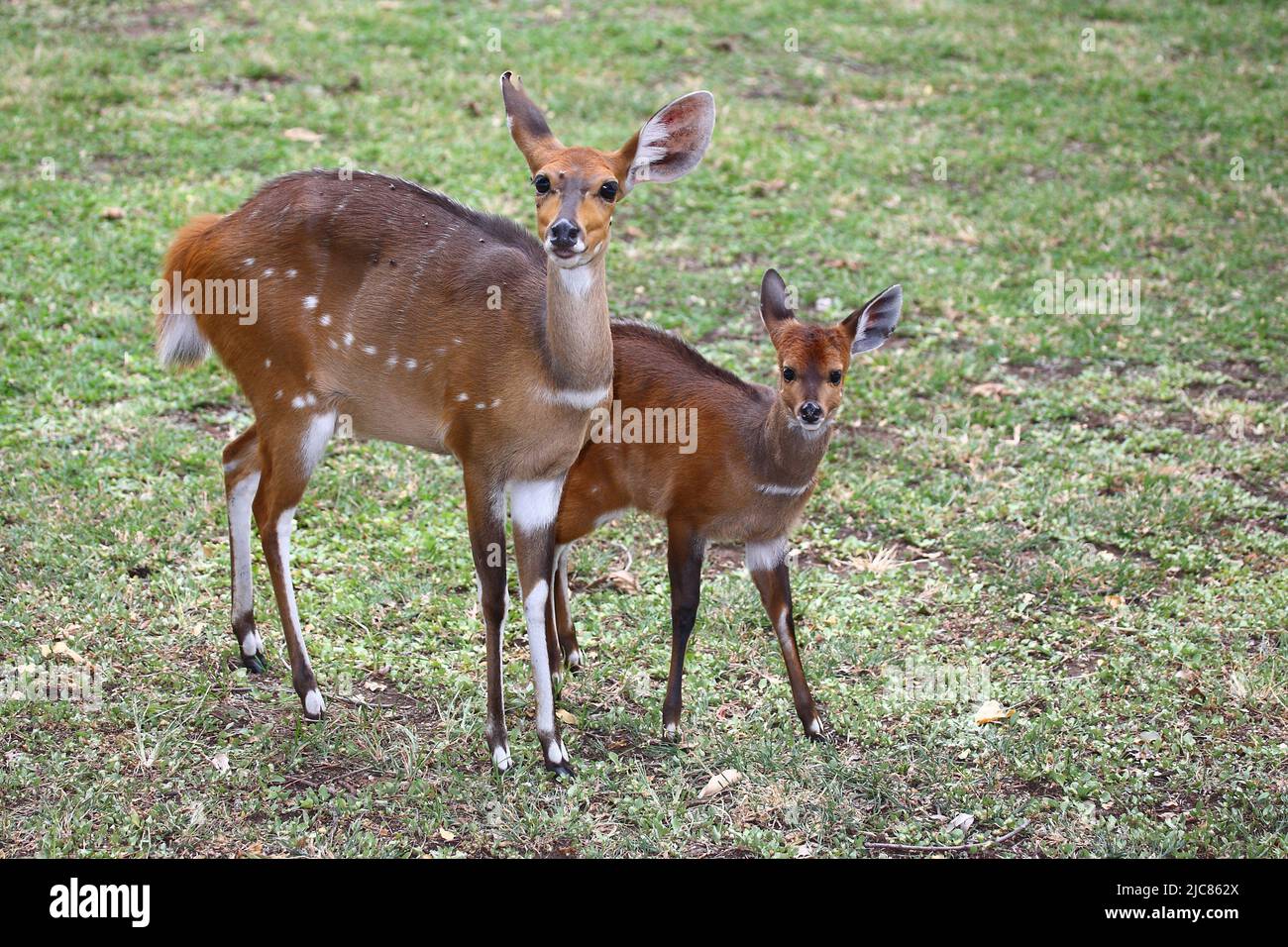 Buschbocke hi-res stock photography and images - Alamy