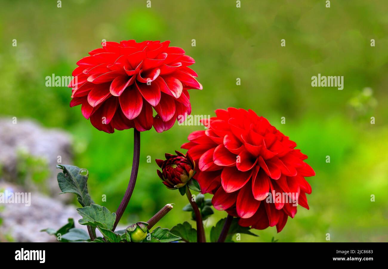 Red dahlia flower Stock Photo - Alamy