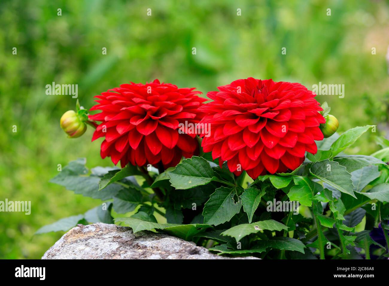 Red dahlia flower Stock Photo - Alamy