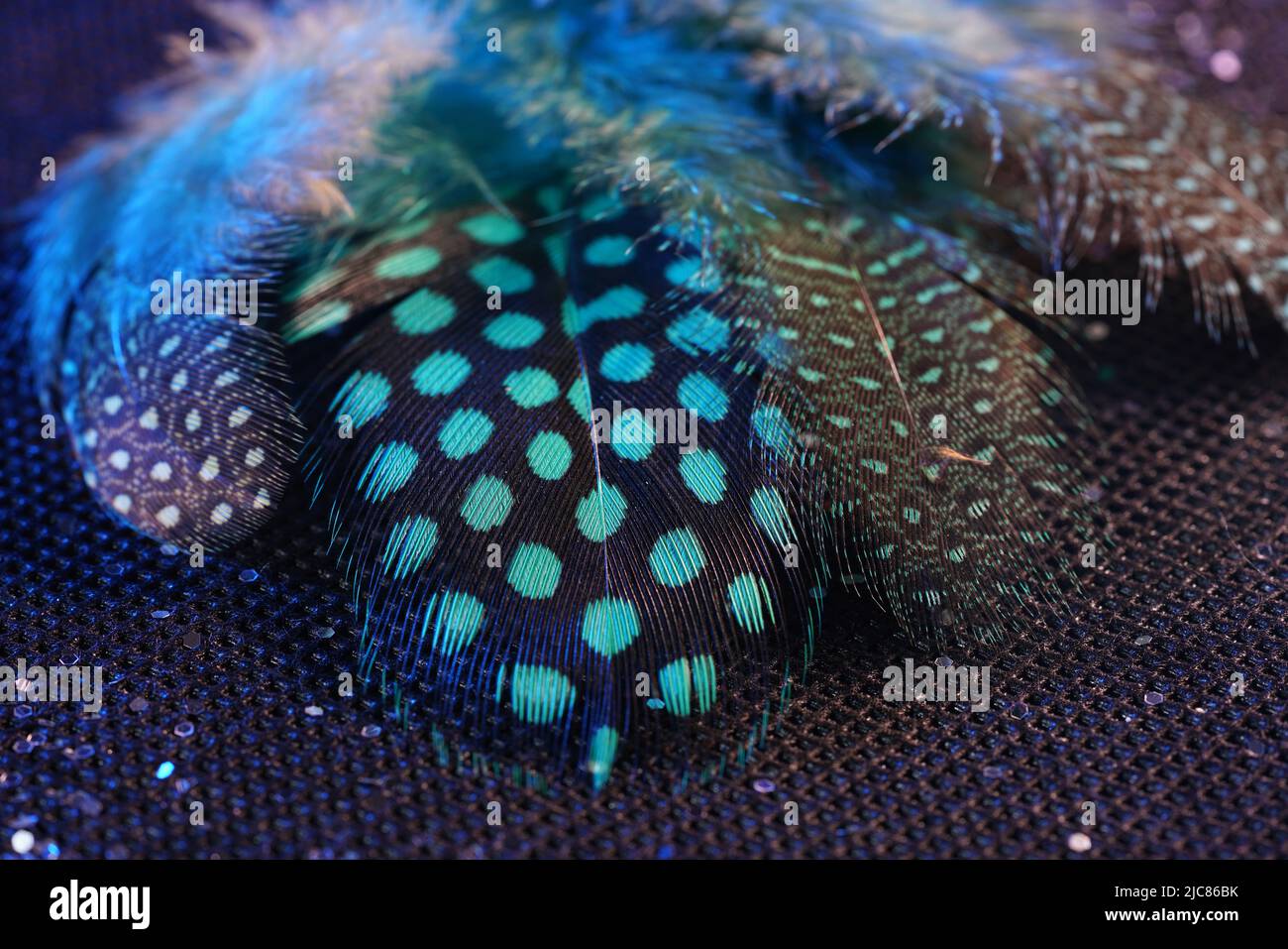 Bird feather as a background image with a lot of bright colors and ...