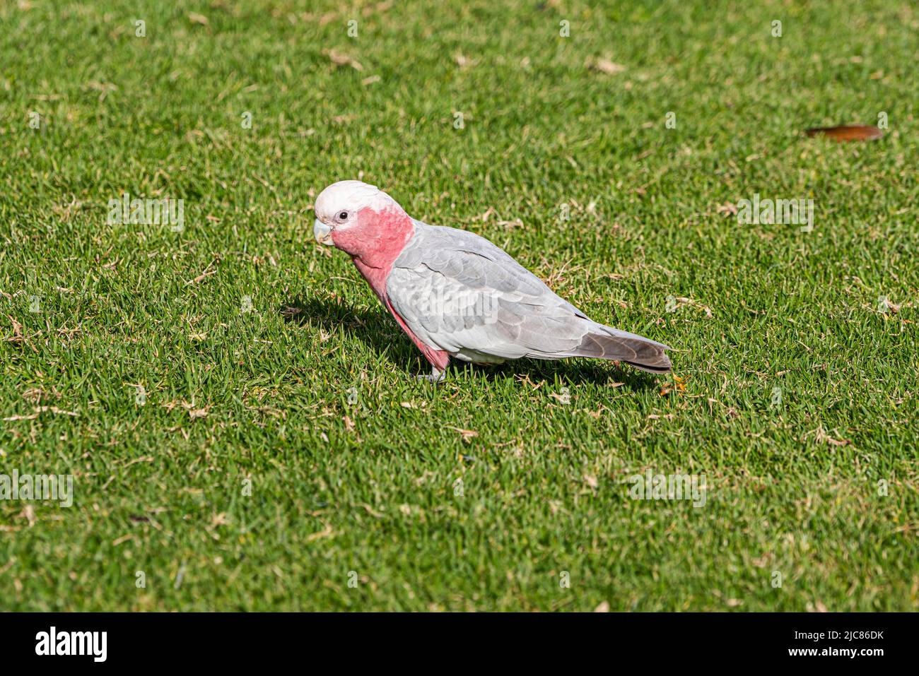 11 June 2022. Australian Galah, Eolophus Roseicapilla, Adelaide ...