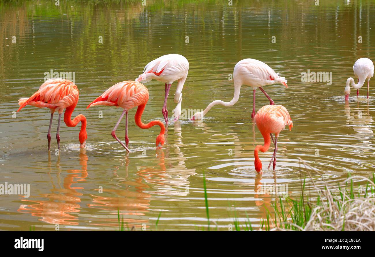 Pink flamingos flapping wings hi-res stock photography and images - Alamy