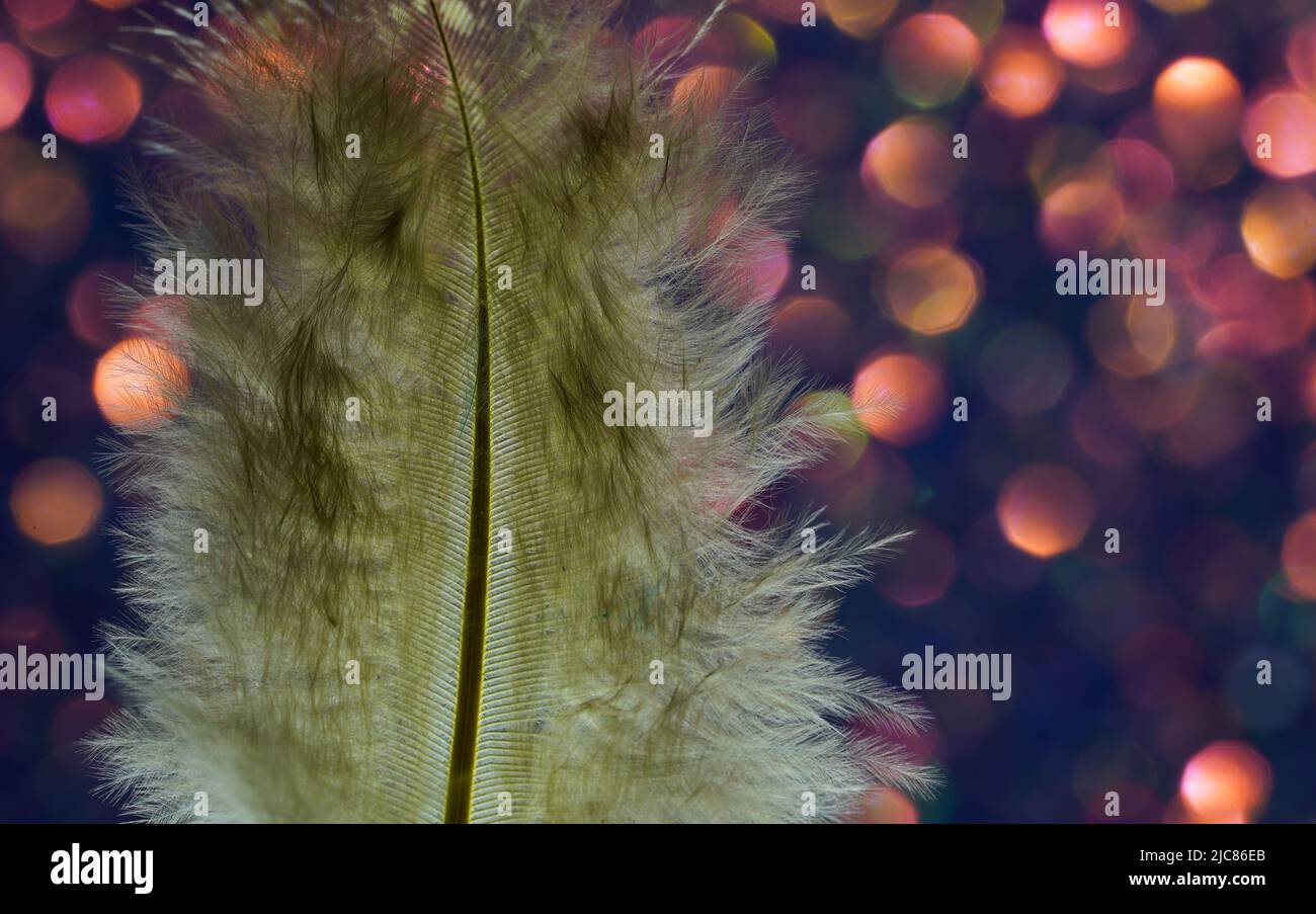 Bird feather as a background image with a lot of bright colors and ...