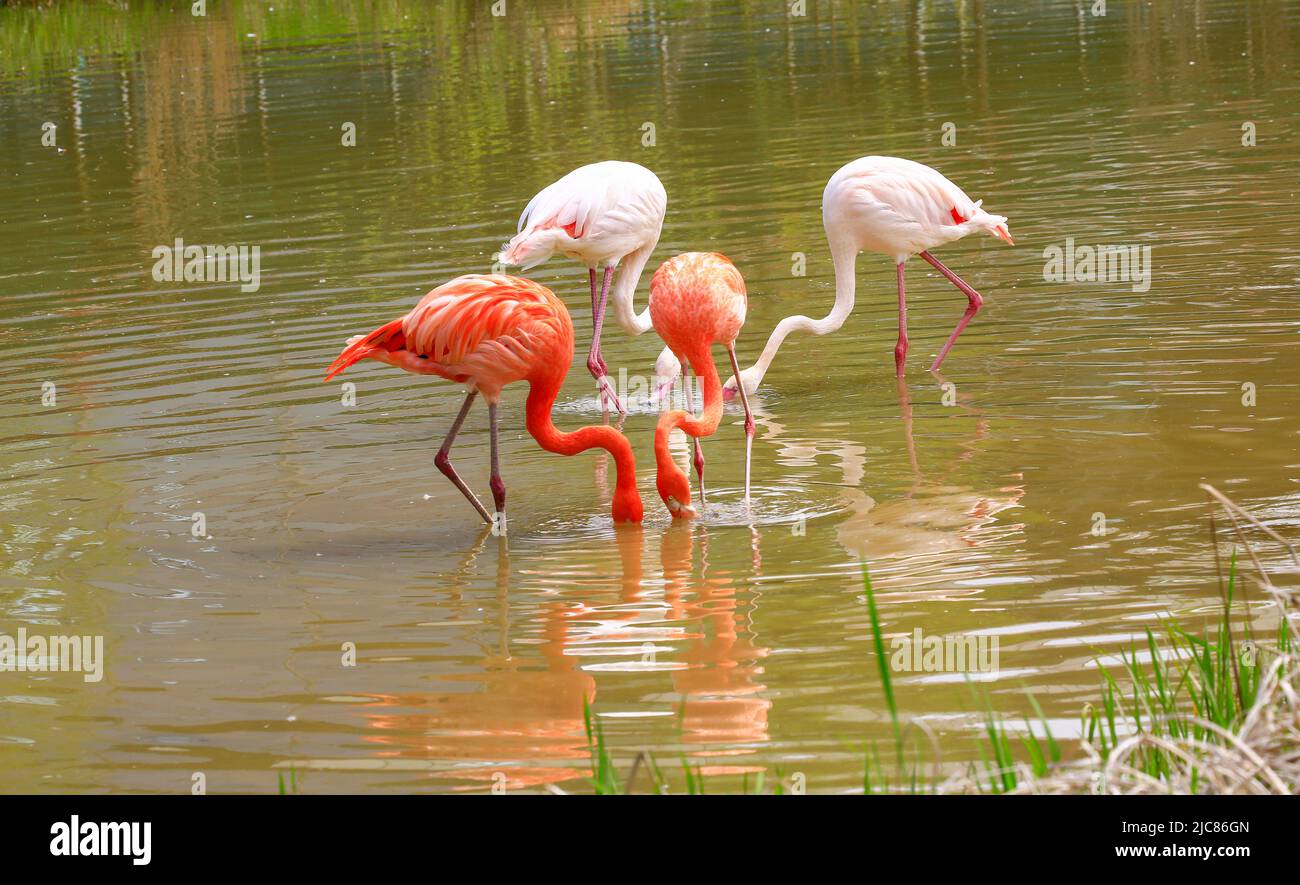 Leisurely flapping wings hi-res stock photography and images - Alamy