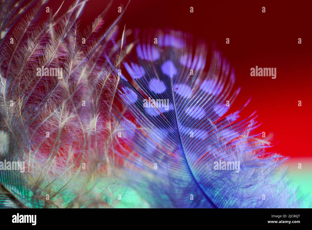 Bird feather as a background image with a lot of bright colors and ...
