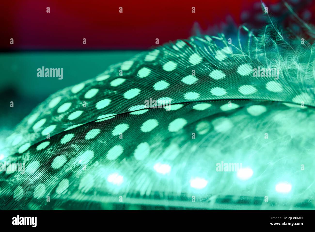 Bird feather as a background image with a lot of bright colors and ...