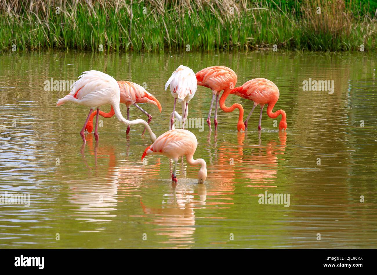 Pink flamingos flapping wings hi-res stock photography and images - Alamy