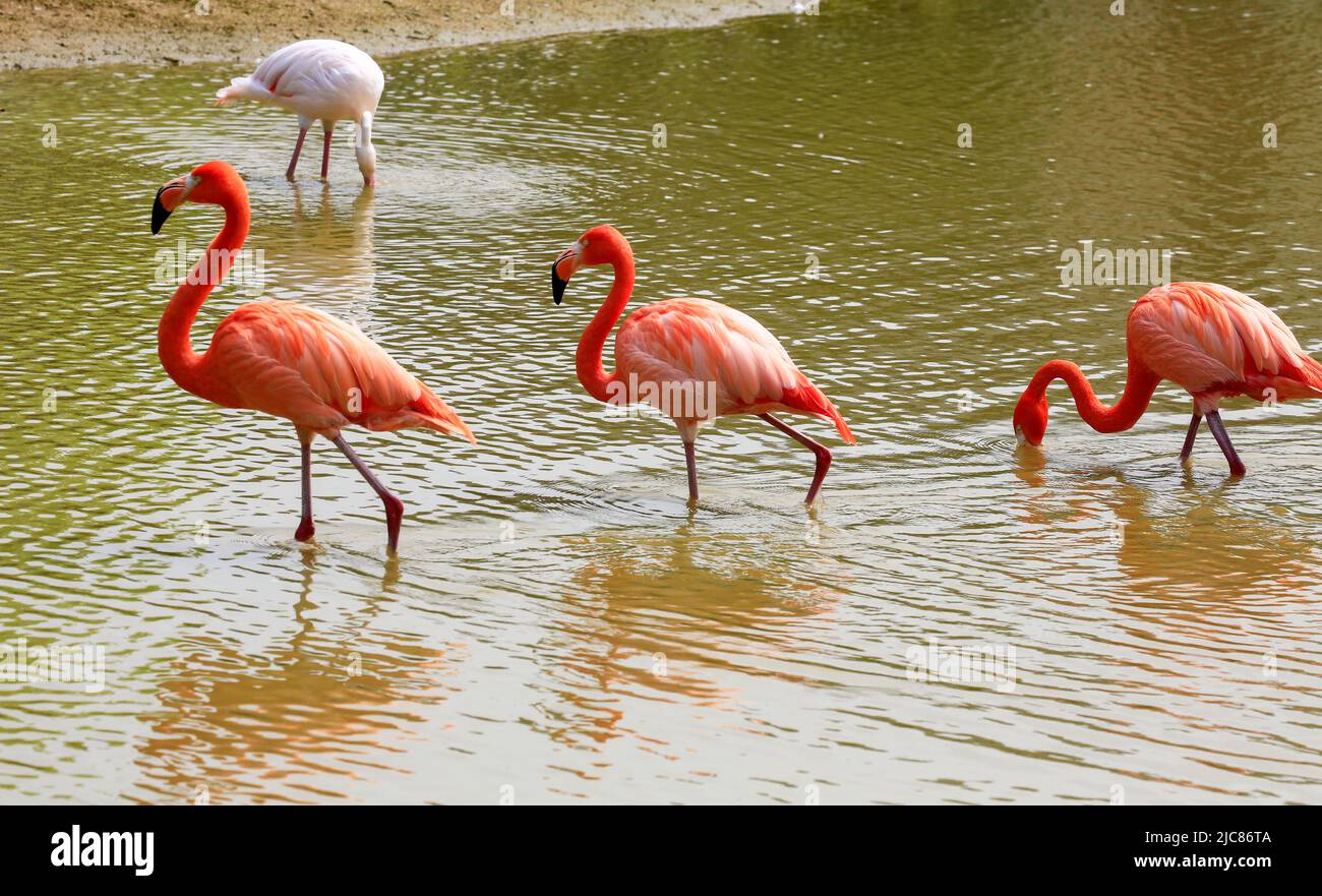 Pink flamingos flapping wings hi-res stock photography and images - Alamy