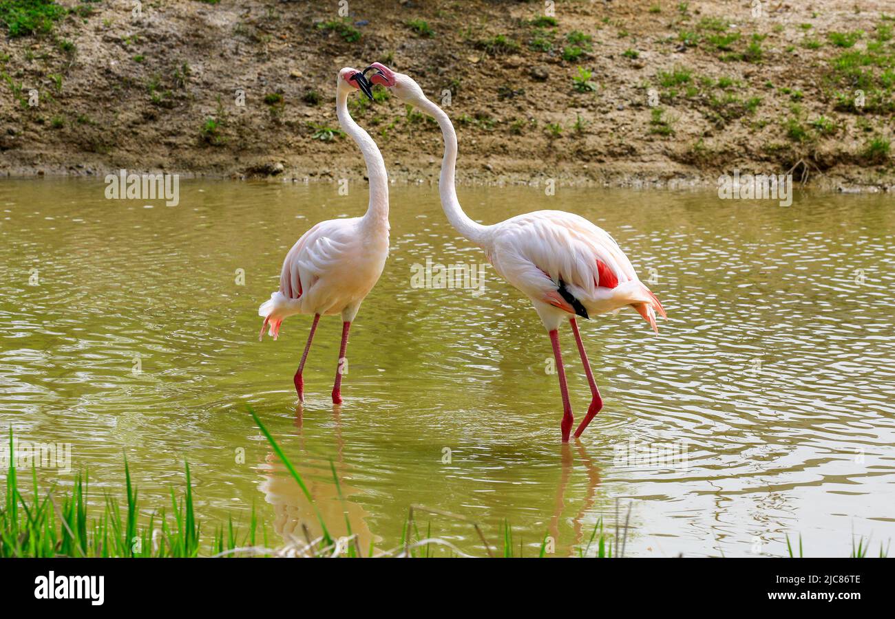 Pink flamingos flapping wings hi-res stock photography and images - Alamy