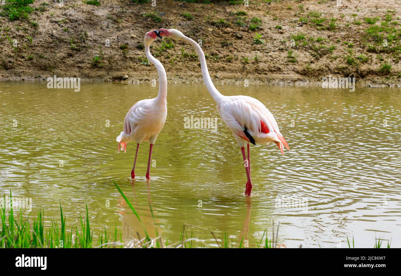 Pink flamingos flapping wings hi-res stock photography and images - Alamy