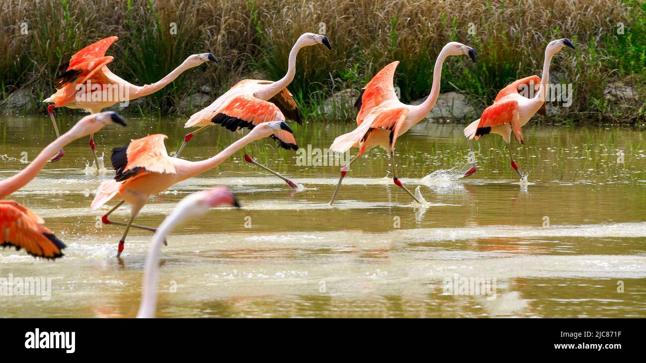 Pink flamingos flapping wings hi-res stock photography and images - Alamy