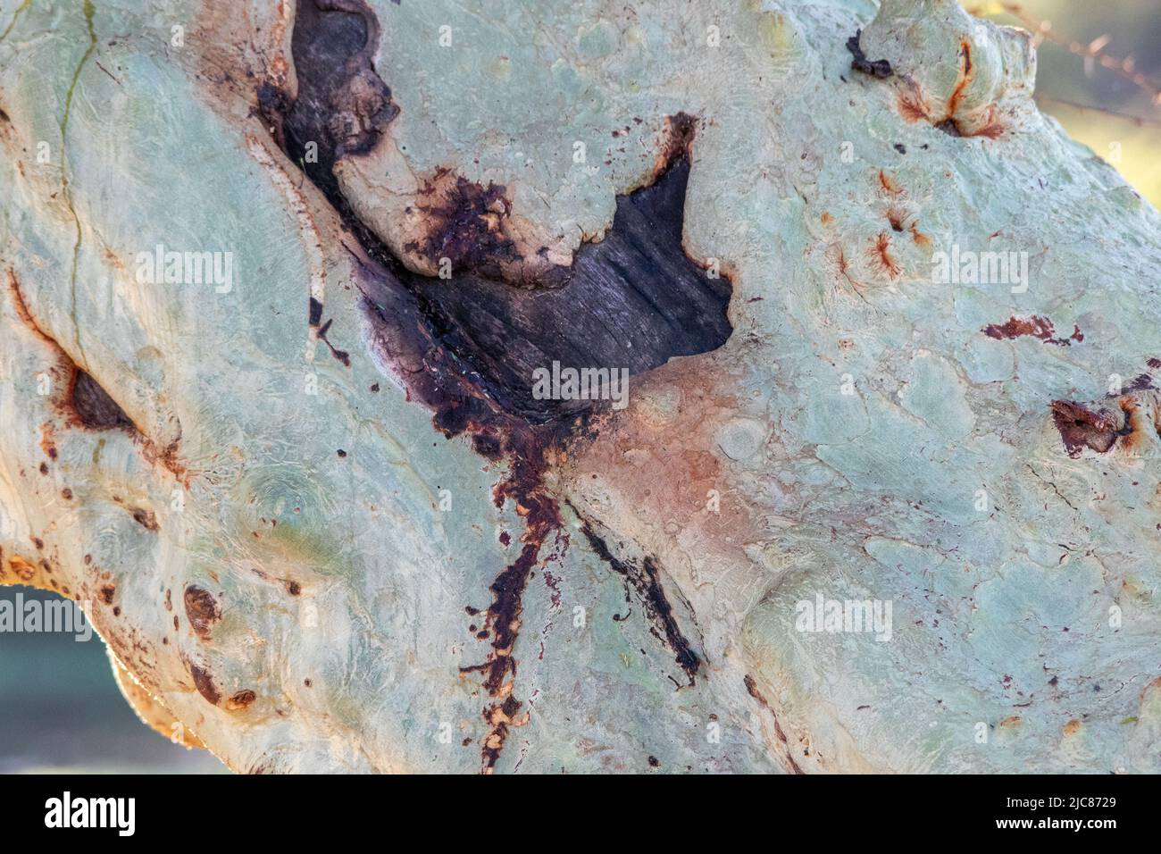 Damage marks on the bark of a fever tree Stock Photo - Alamy