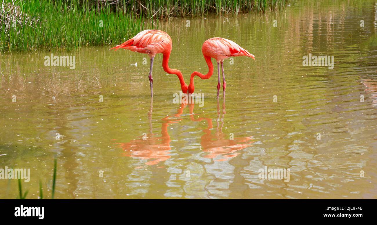 Pink flamingos flapping wings hi-res stock photography and images - Alamy
