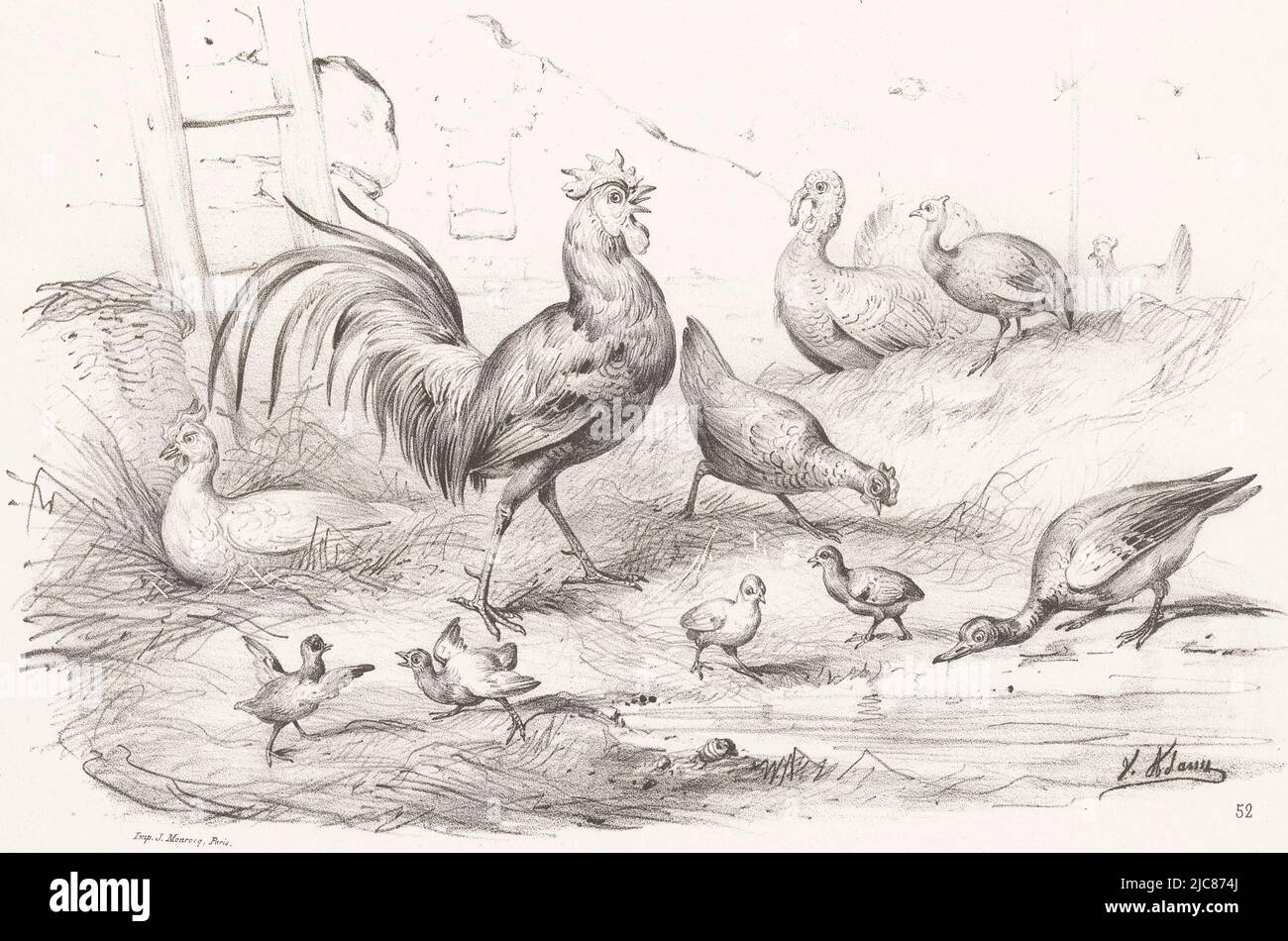 Poultry Animals Drawing