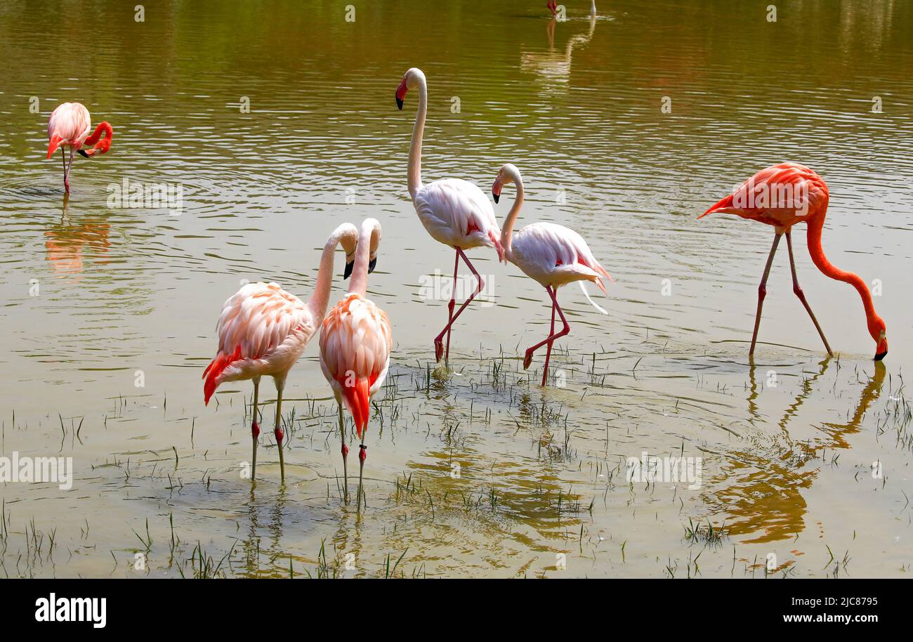 Flamingos enjoying water play in the pond Stock Photo - Alamy