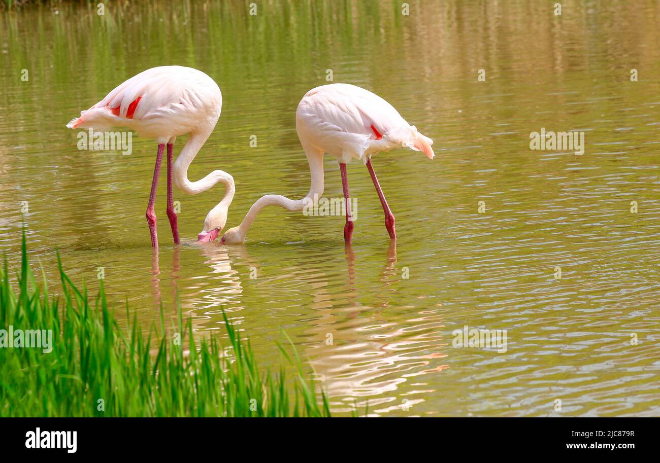 Pink flamingos flapping wings hi-res stock photography and images - Alamy