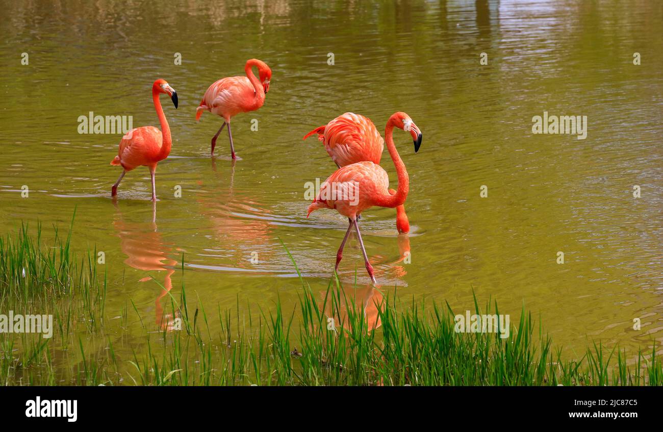 Pink flamingos flapping wings hi-res stock photography and images - Alamy